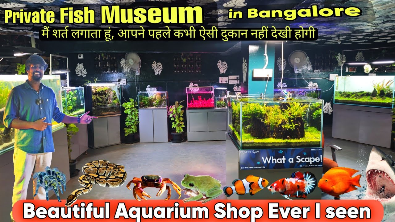 What A Scape Private Fish Museum Like Aquarium Shop in indranagar ...