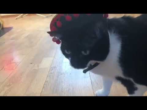 Un Poco Loco cat meme