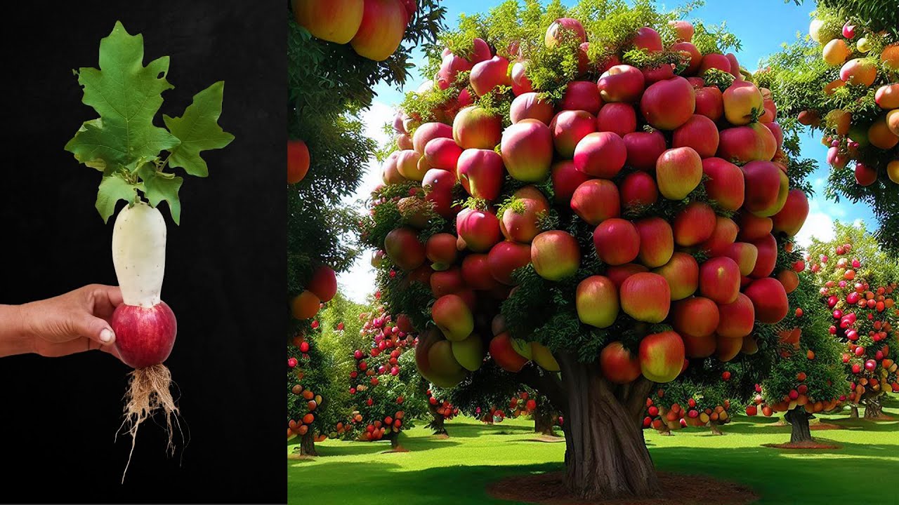 Great Way To Grafting Apple Fruit with eggplant Fruit to get results ...