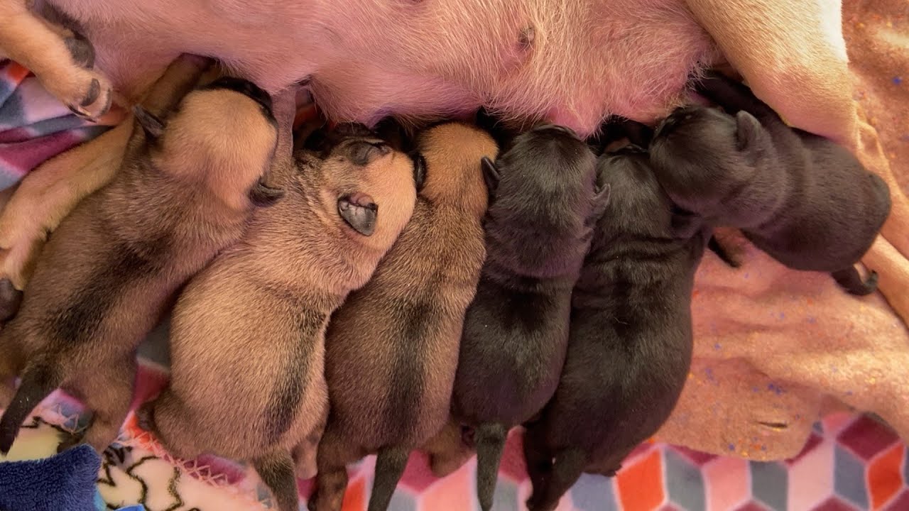 Pug puppies from 0-4 weeks old ️ - YouTube