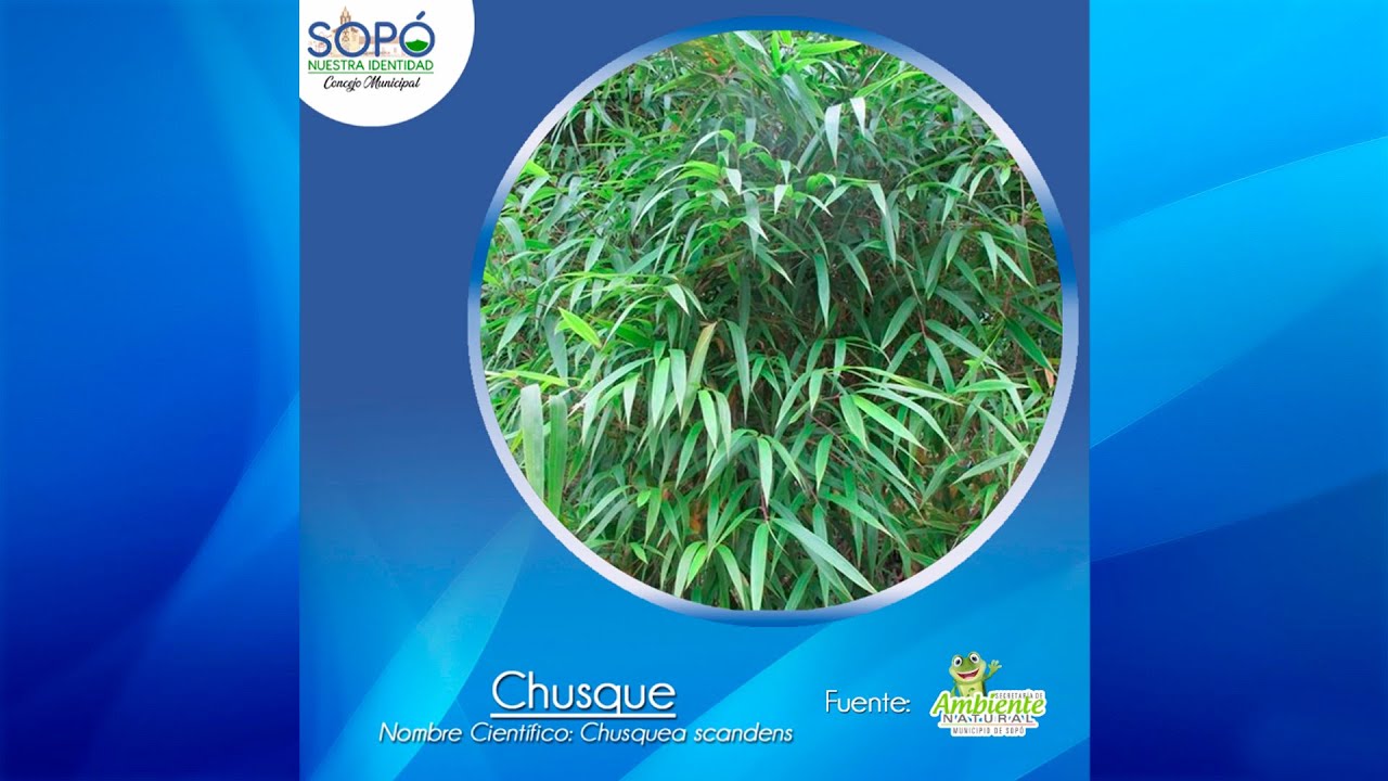 Clip 22 - Chusque - YouTube