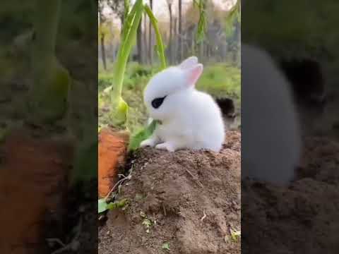 Rabbit Very Beautiful #shorts #rabbit