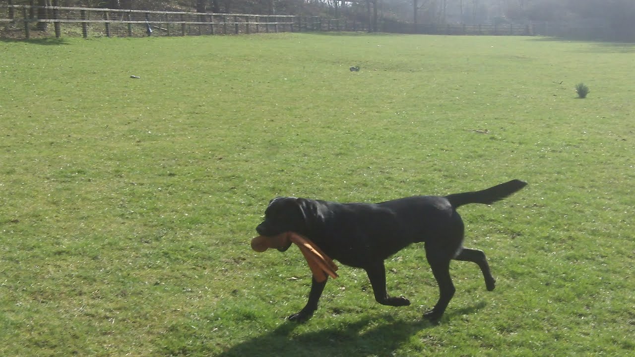 Labrador Toby Toby 1 at A & B Dogs Boarding & Training Kennels. - YouTube