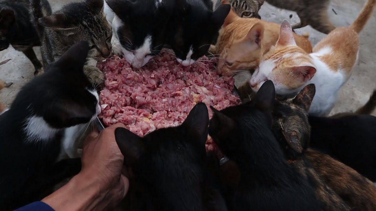 Hungry Cats fight Eating chicken meat - YouTube