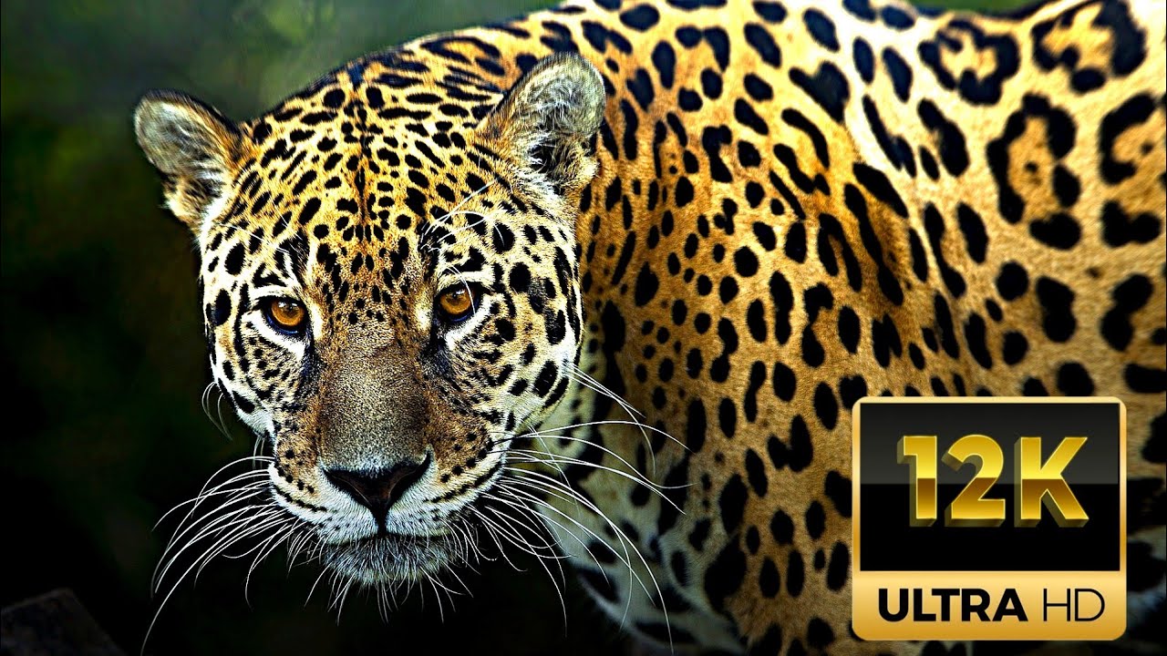 The most dangerous group of frightening wild animals, 12k Ultra HD ...