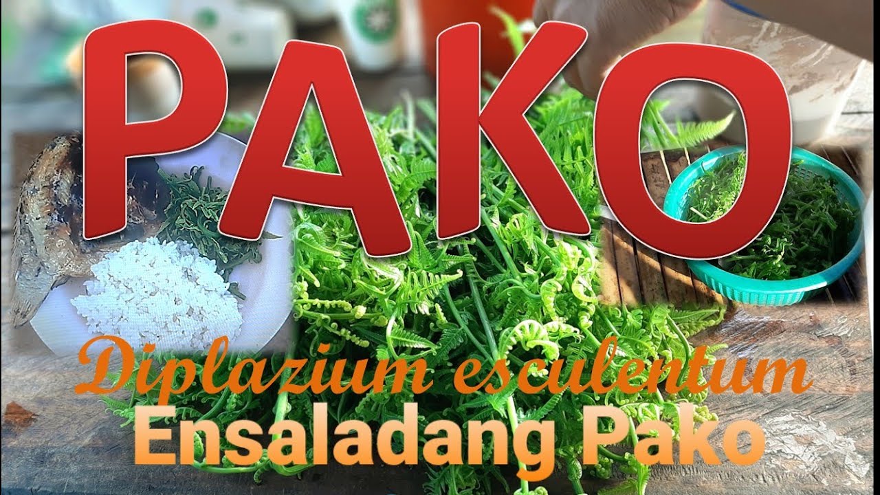 First Time Kumain | Ensaladang PAKO | Edible Fern - YouTube