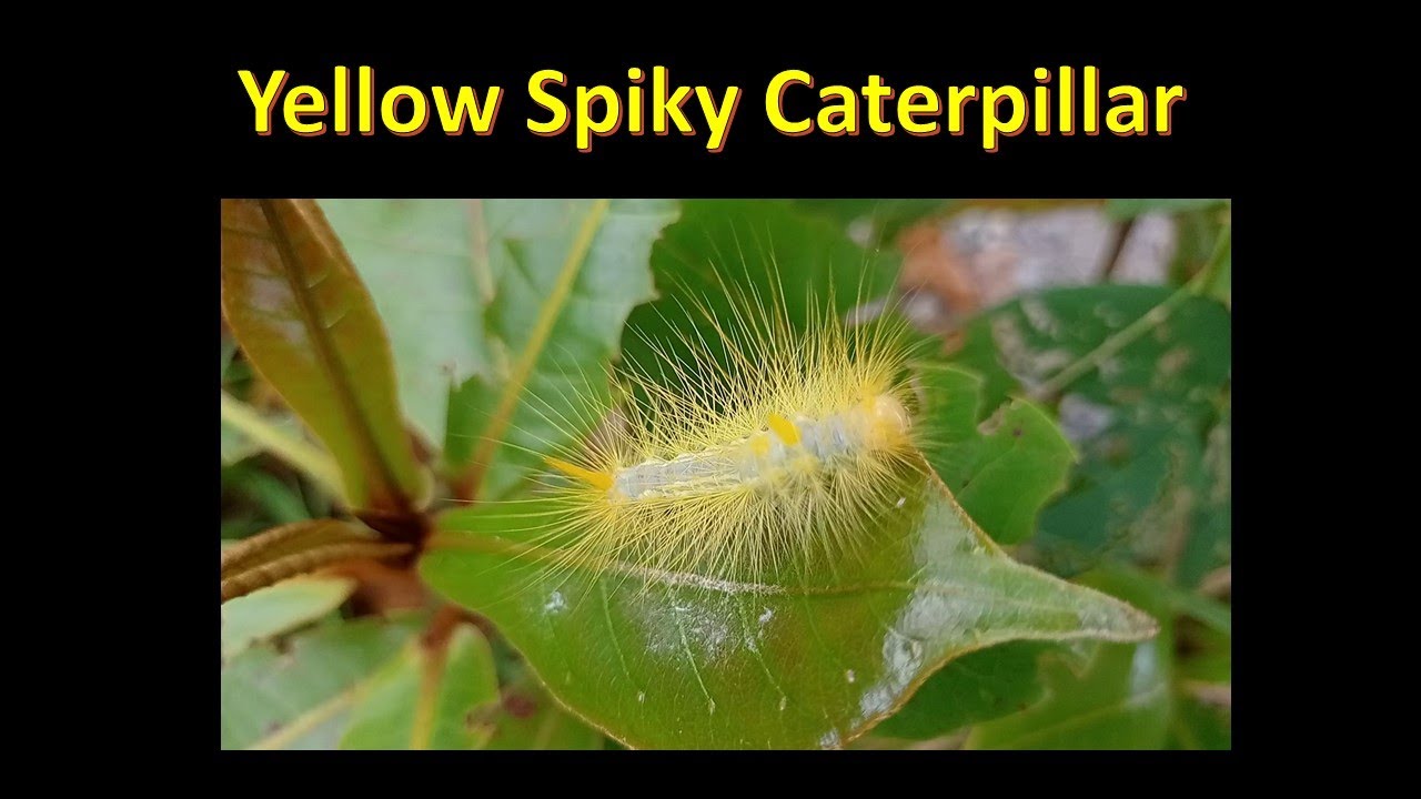 Yellow Spiky Caterpillar | Ang Tawag Ng Iba Ay Basol - YouTube