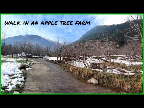 WALK IN AN APPLE TREE FARM.. #APPLE #APPLETREE #MANALI - YouTube