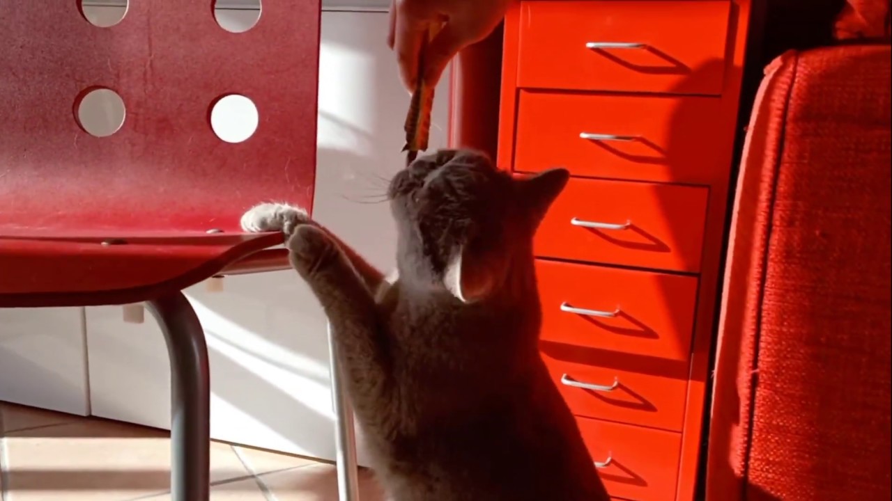Cat eating his favorite stick snack - YouTube