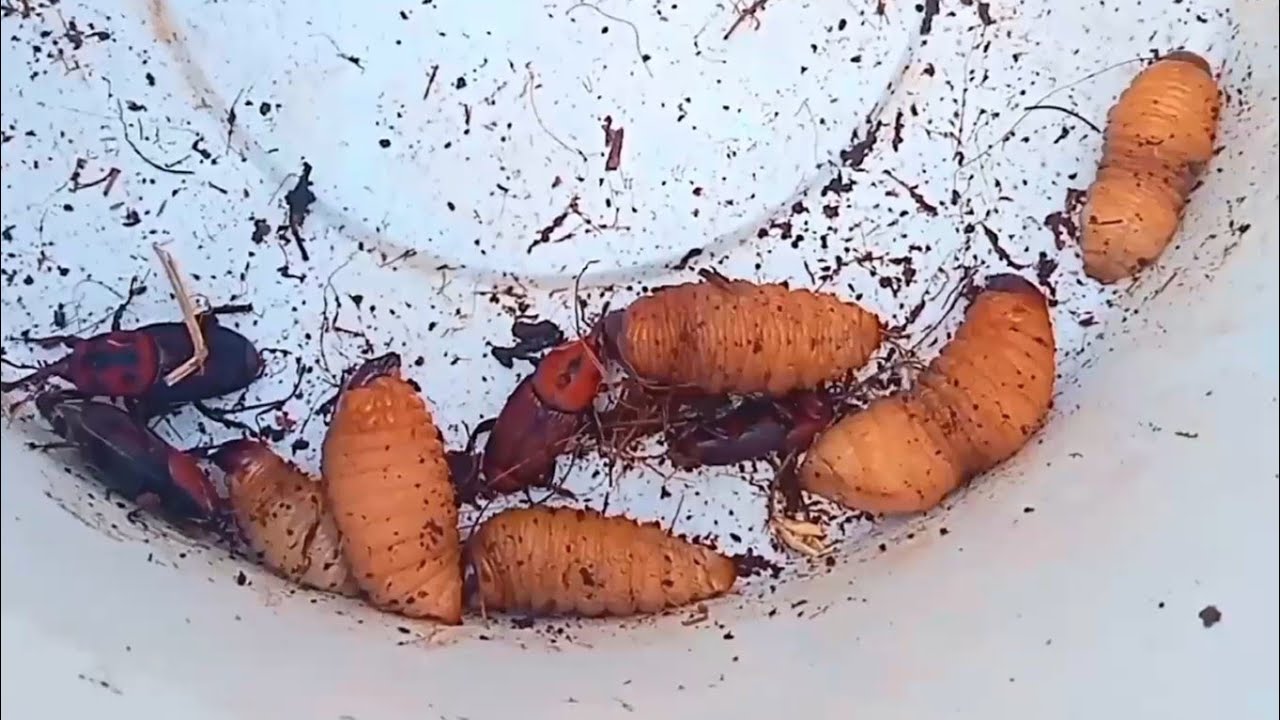 Looking for my coconut tree meet beautiful beetle and worms - Nature ...