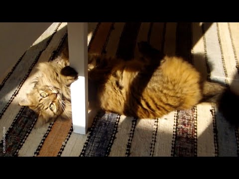 Cat Playing Under the Sun - YouTube