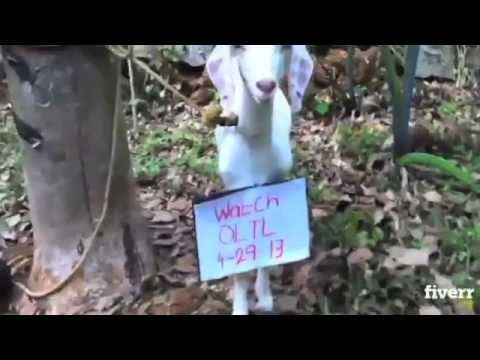 One Life To Live | Goats Screaming Like Humans For The Return of Your ...
