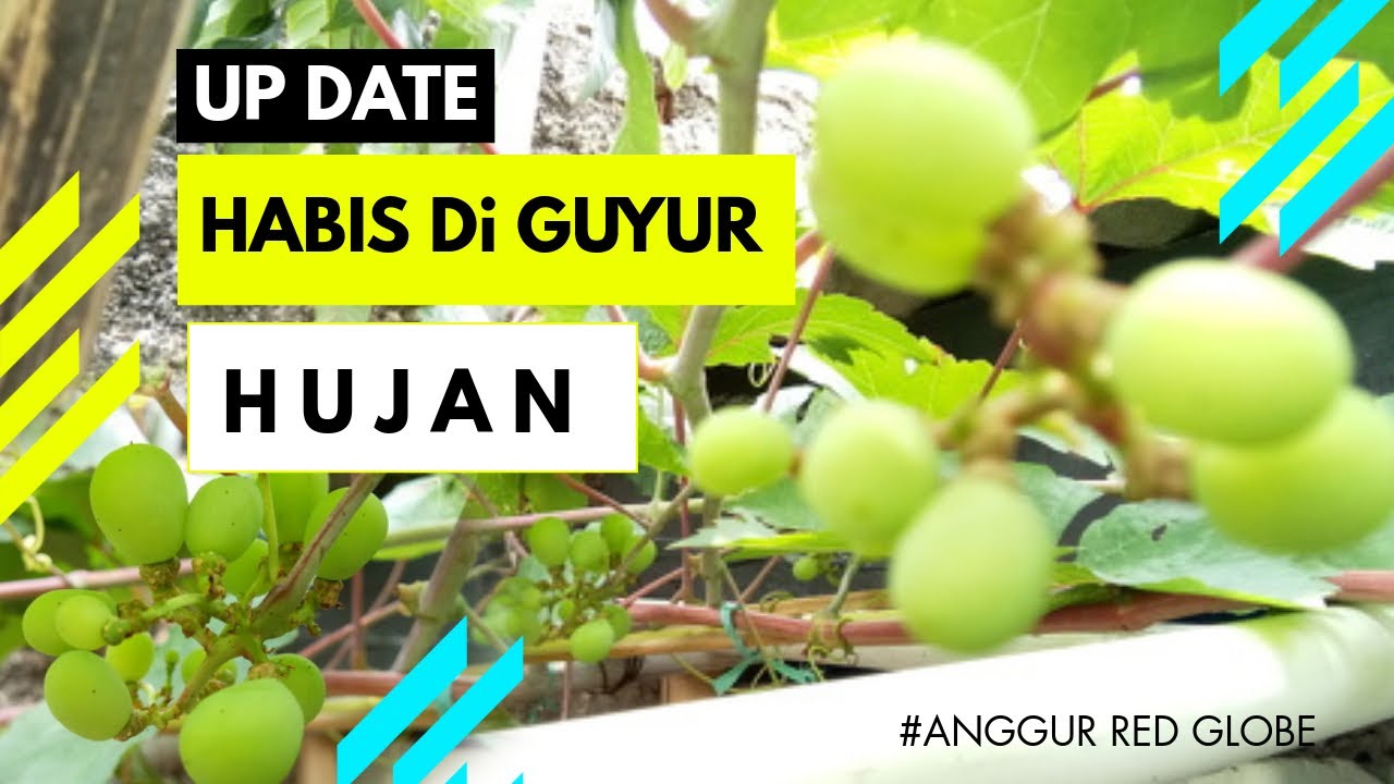 Anggur Red Globe #4 - YouTube