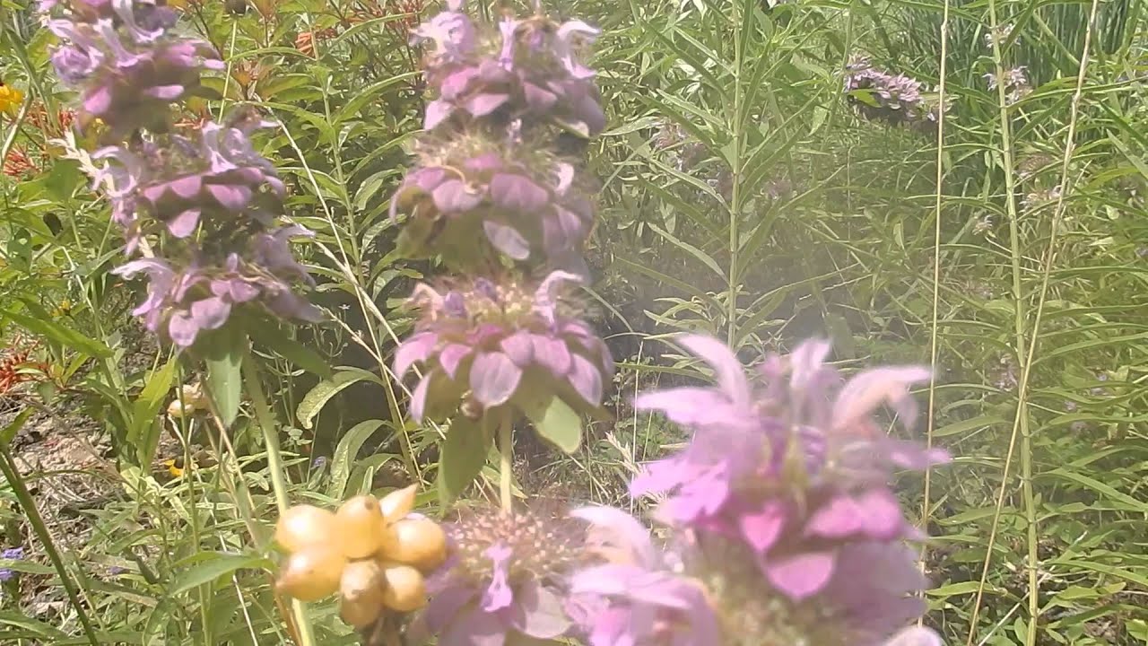 Monardas, Lemon bee balm, Spotted bee balm, and Wild bergamot ...
