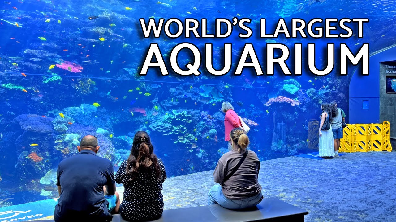 Tour of Georgia Aquarium, Atlanta - Inside the US Largest Aquarium - 4K ...