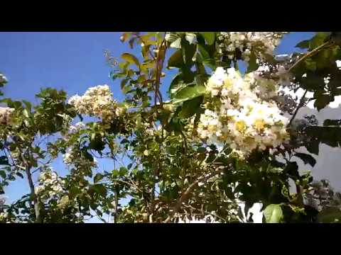 Bees pollinating a crespon tree flowers ( Crepe-Myrtle tree) - YouTube