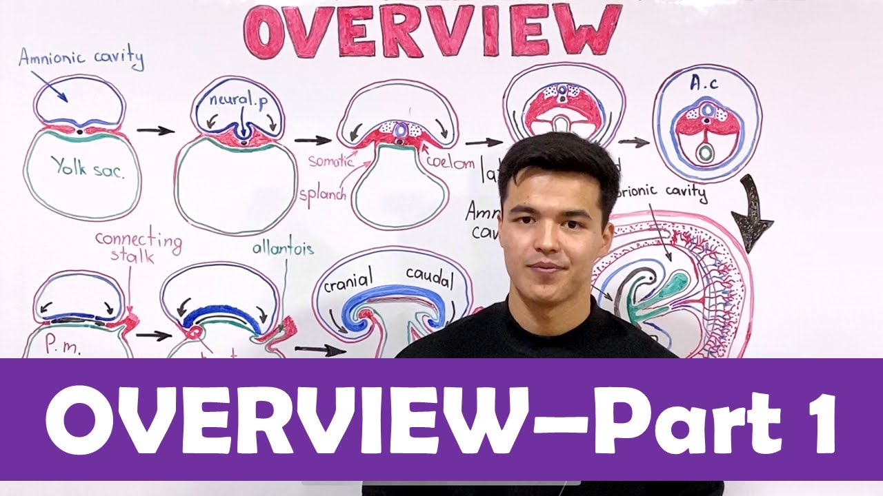 𝐄𝐌𝐁𝐑𝐘𝐎𝐋𝐎𝐆𝐘 - 𝐎𝐯𝐞𝐫𝐯𝐢𝐞𝐰 : 𝐏𝐚𝐫𝐭 𝟏 - YouTube