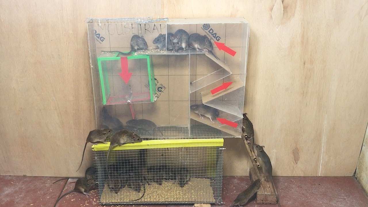 How to make Mouse trap with Grille Step by Step | Best rat trap | Mice ...