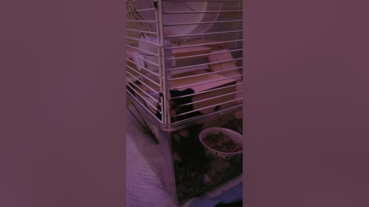 Povmy Hamster At 1am Be Like Youtube