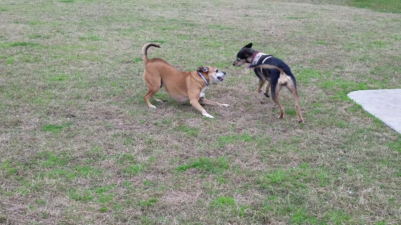 Daisy and Pixie at Fonde Park - YouTube