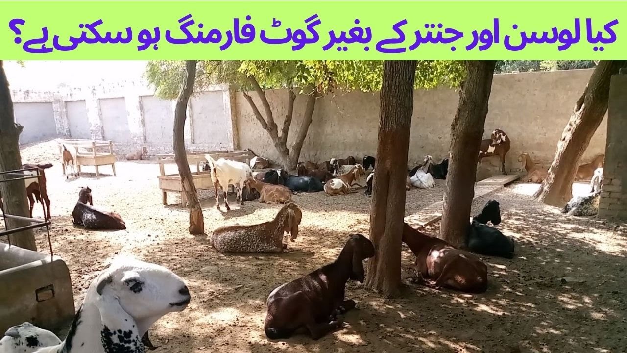 Goat Farming without Alfalfa & Jantar | Lusan k Baghair Bakri Farming ...