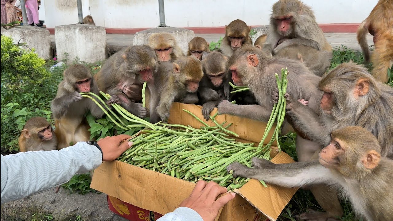 Feeding Cow pea beans to Monkey & Mix rice food for Dogs Watch the ...