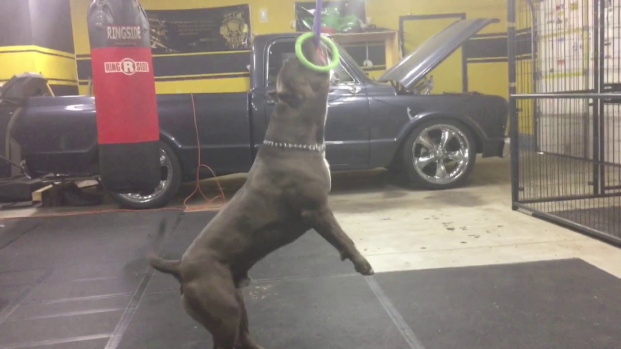 XL American Bully Zeus LeeRoy working out on the Spring Pole - YouTube