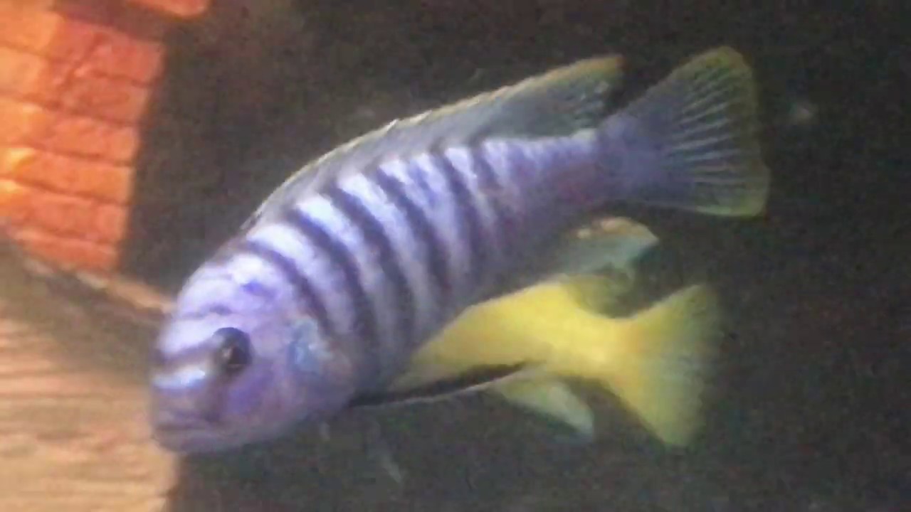 Relaxing 14 min River Yellow Labs & Ice Blue Zebra African Mbuna ...