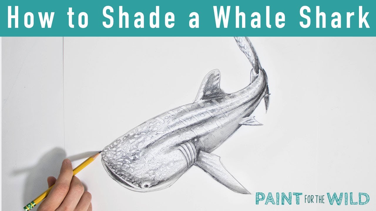 How to Shade a Whale Shark with Graphite - YouTube