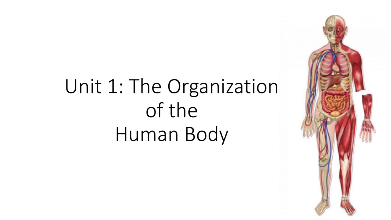 Unit 1: The Organization of the Human Body--Intro - YouTube