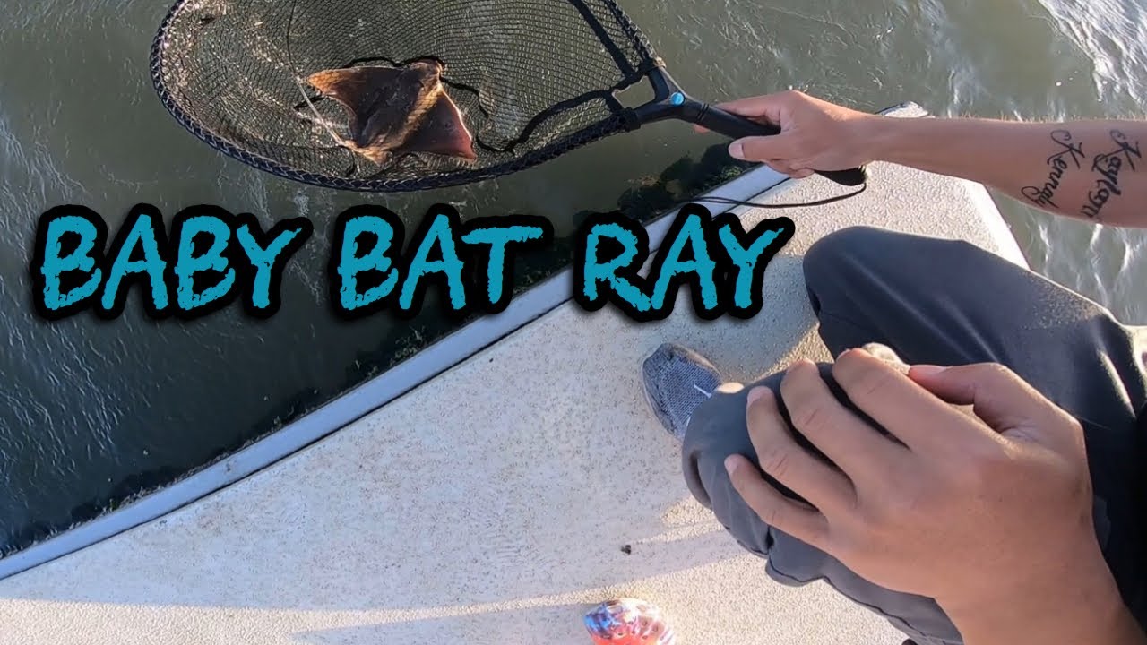 Baby BAT RAY!!! - YouTube