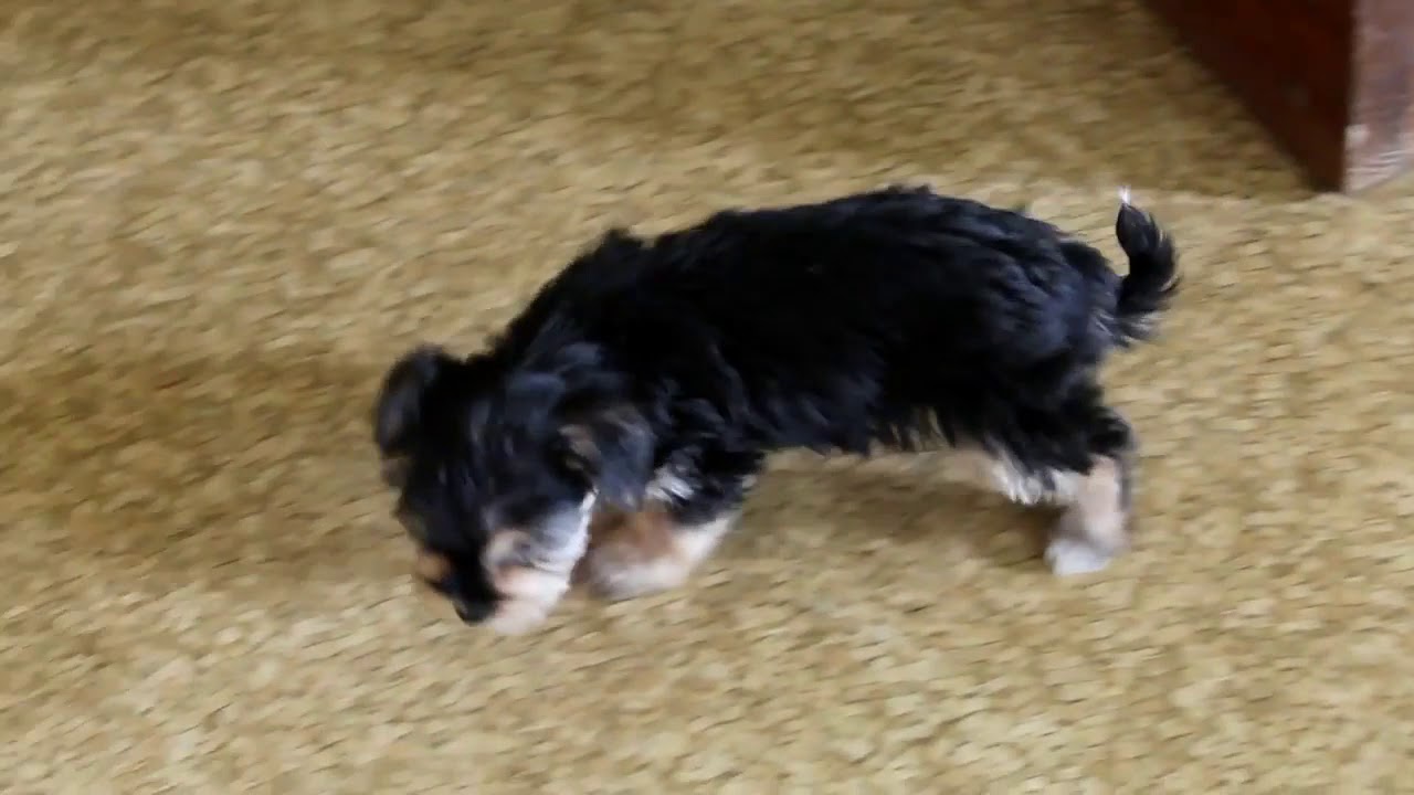 Morkie Puppies For Sale - YouTube