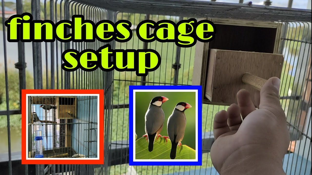 finches cage setup (vlog #132) - YouTube