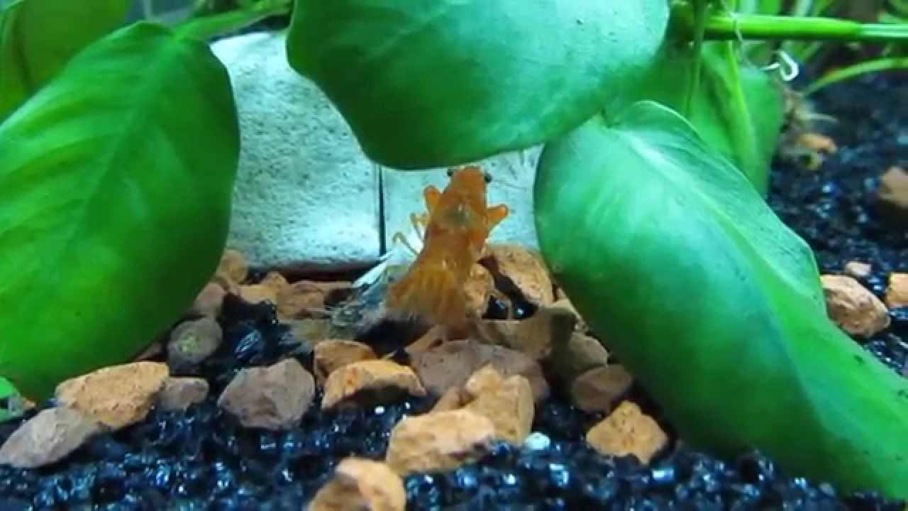 Mexican Dwarf Crayfish Eating Dead Guppy - YouTube