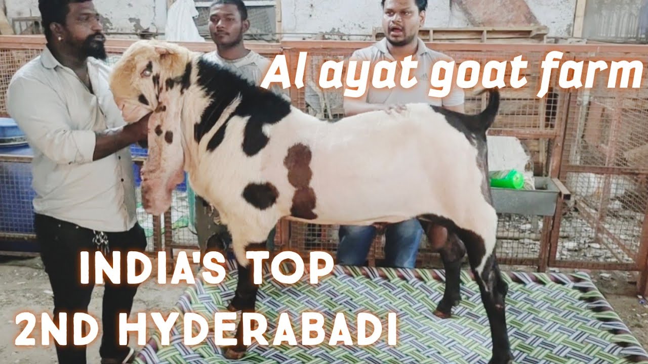 Top quality hyderabadi bakra heavy breeder gulabi bakre at Al ayat goat ...