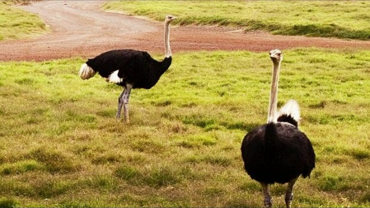 Ostrich Sounds - Effects - Noises - YouTube