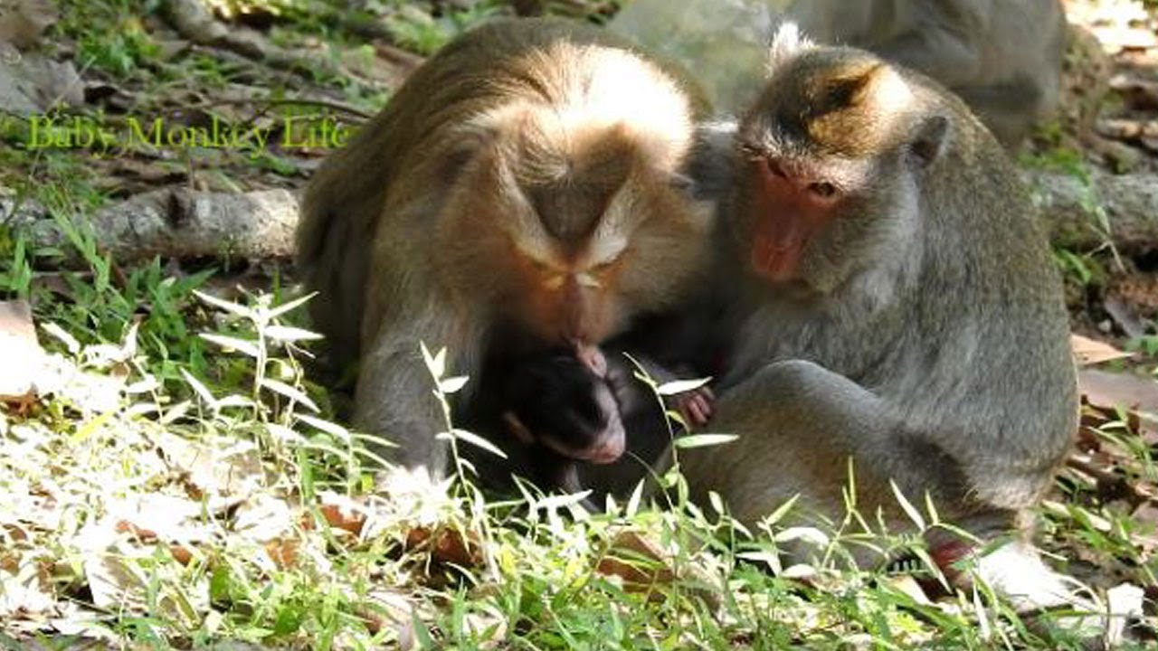 Wow!! New baby monkeys learn to play with their parents and brother ...