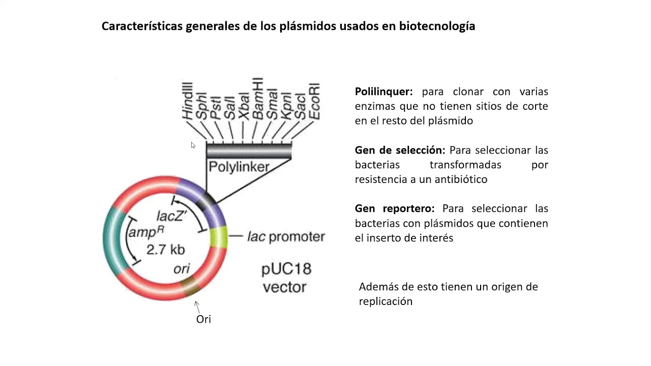 11 Plásmidos 2 - YouTube