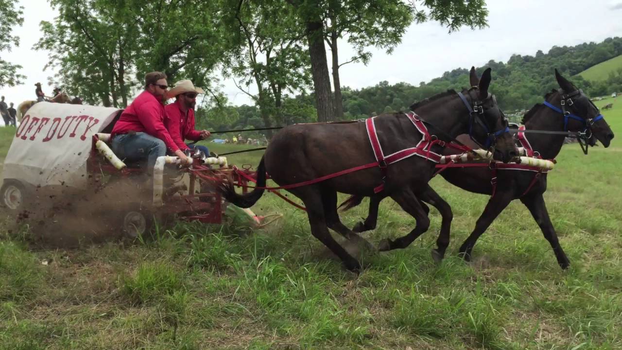 Rock Bottom Chuck Wagon Mule Races - YouTube