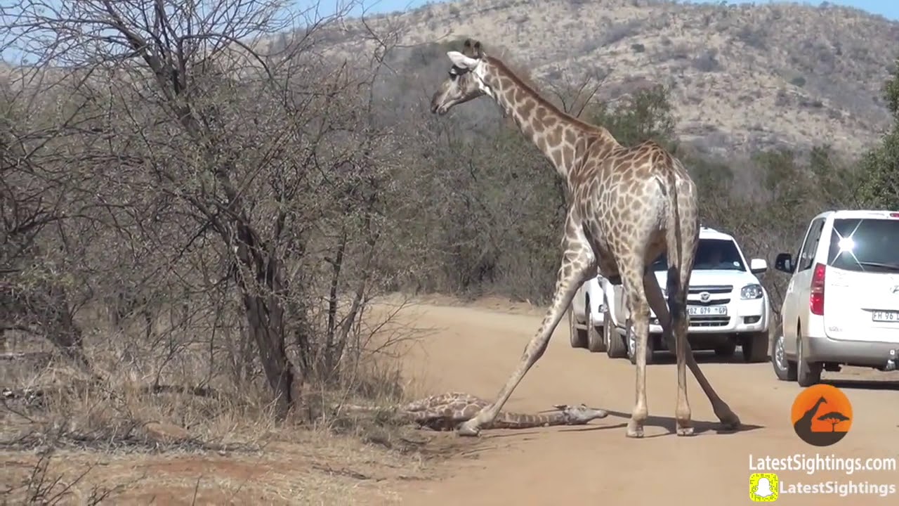 Watch the giraffe protect its small black predators .... Subscribe to ...