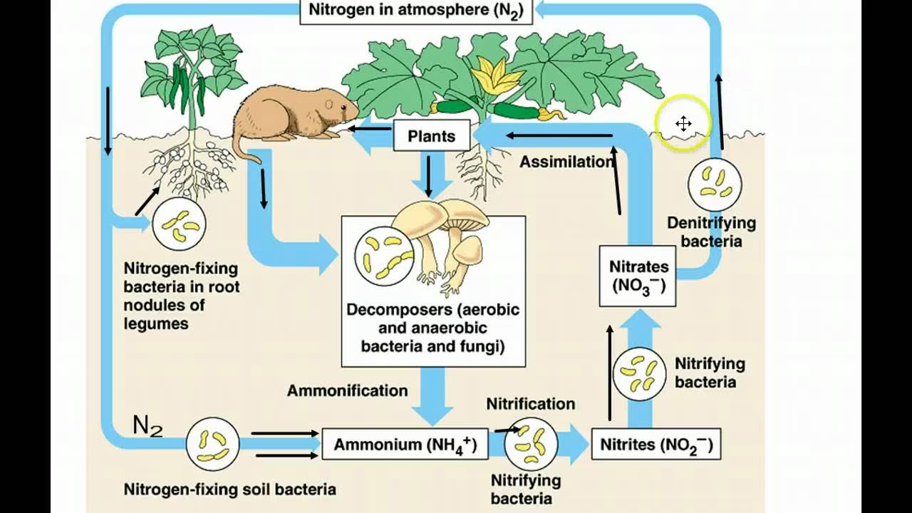Ecosystems Part 2 - Nutrient Cycling - YouTube