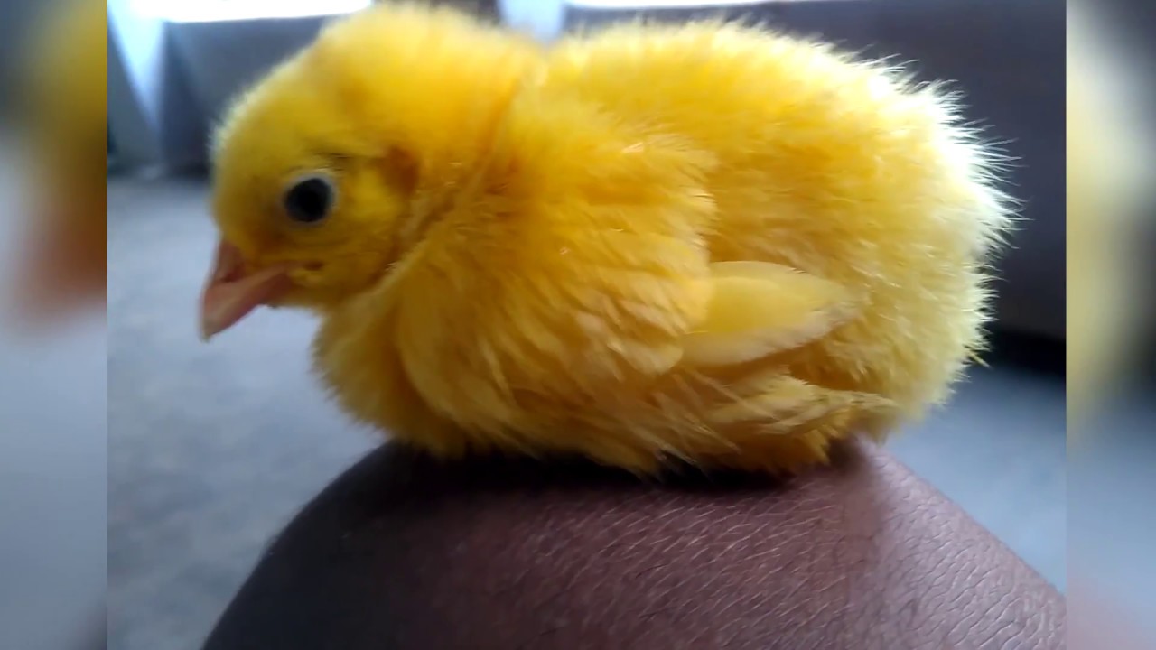 Sleepy Baby Chick | Chirp Chirp - YouTube