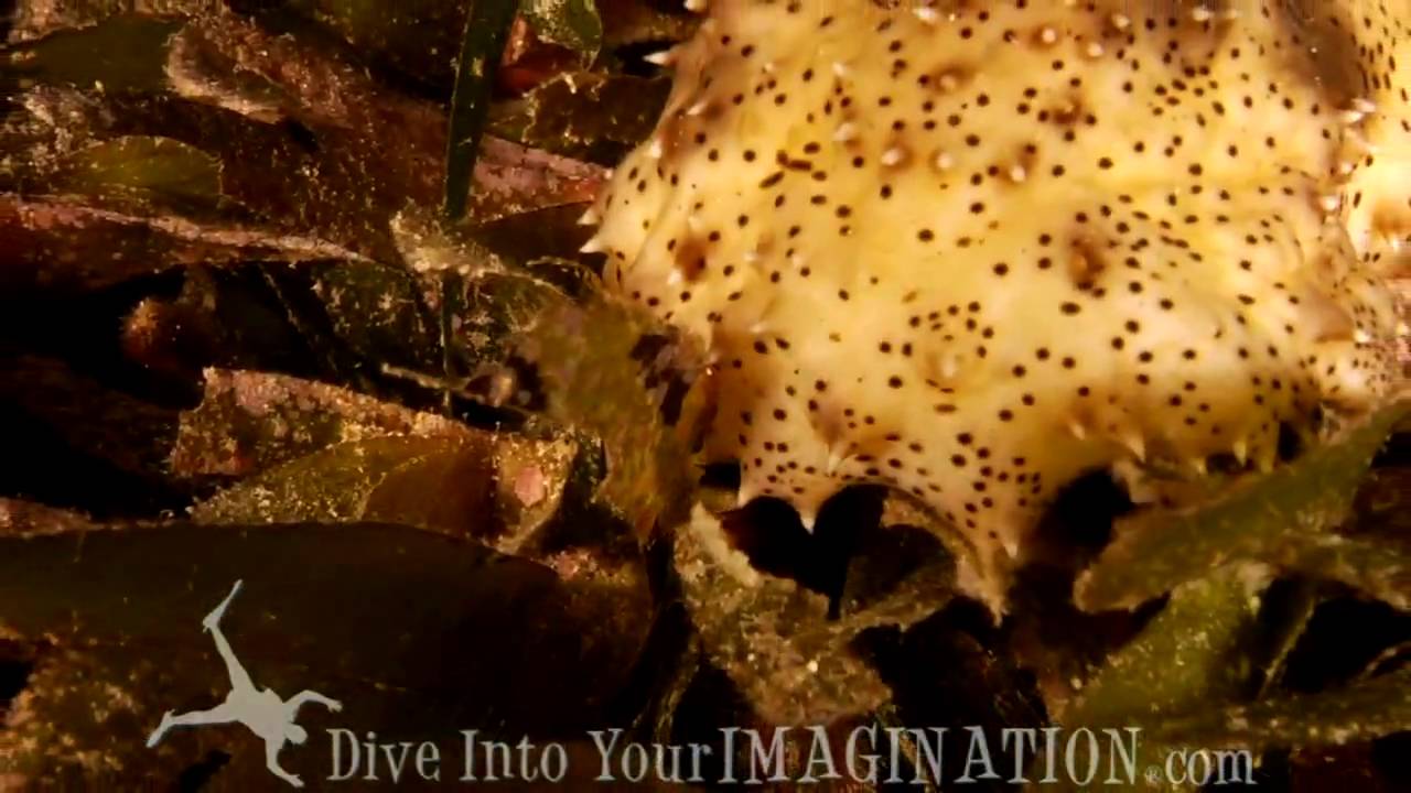 Sea Cucumber - Ocean Animals - Creature Feature - YouTube
