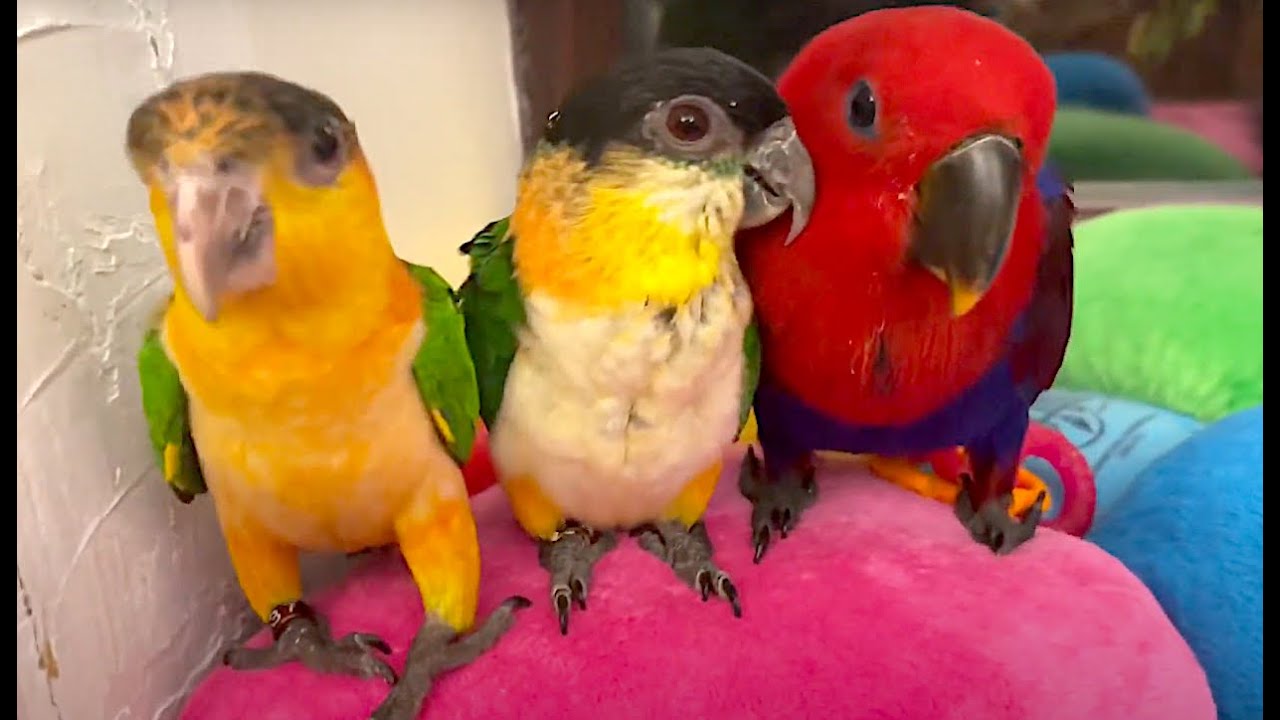 cute parrots. parrot company. harmful parrots. parrots and kitten - YouTube