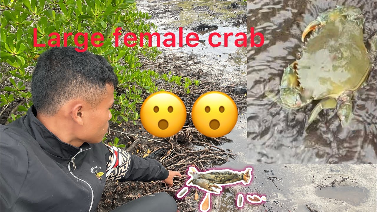 Looking for crabs when the sky is looking for rain 🌧️ #crab #crabs # ...