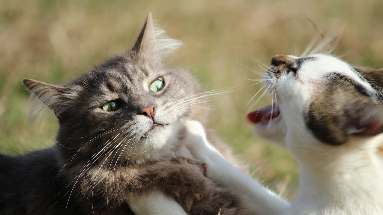 CAT DIES IN FIGHT YouTube cat-dies-in-fight-youtube