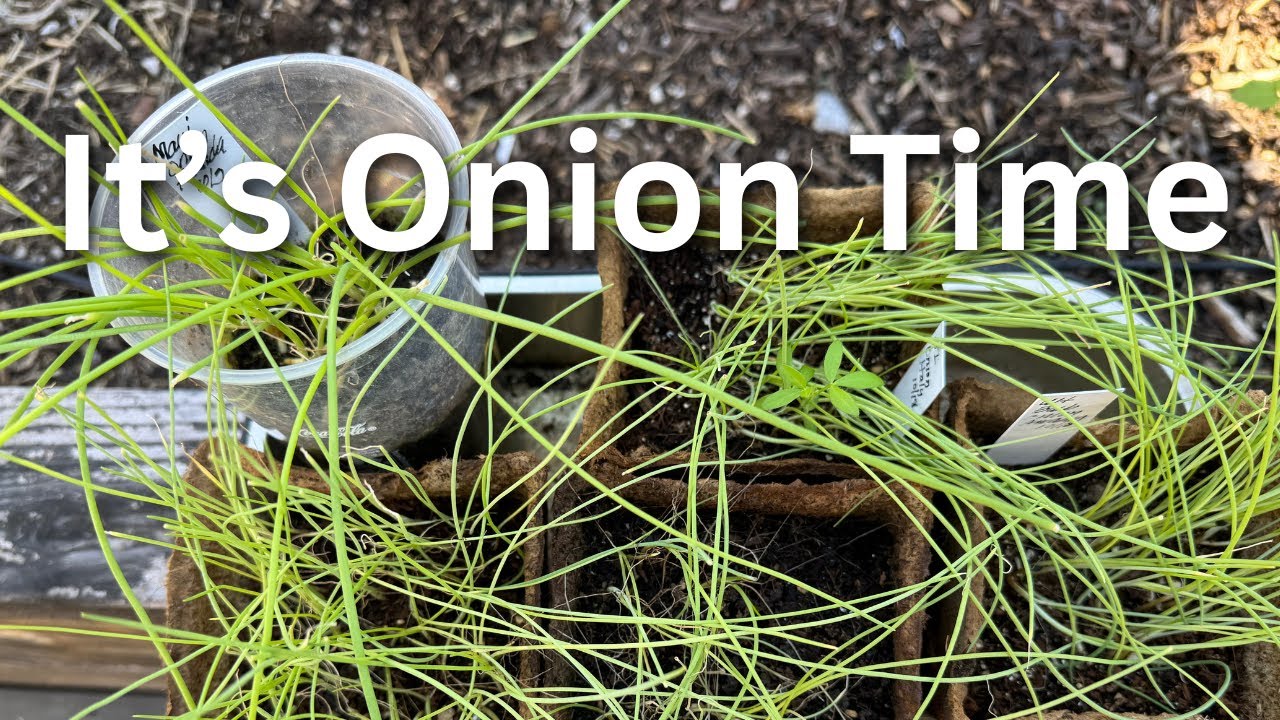 DIY Spacing for Raised Bed Onions - YouTube