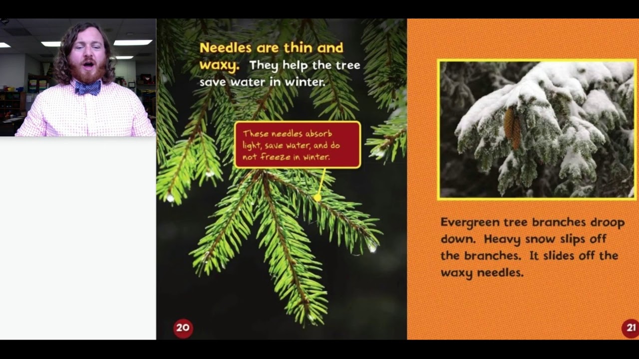 Let's Visit the Evergreen Forest | Habitats | Reading with Mac Comer ...
