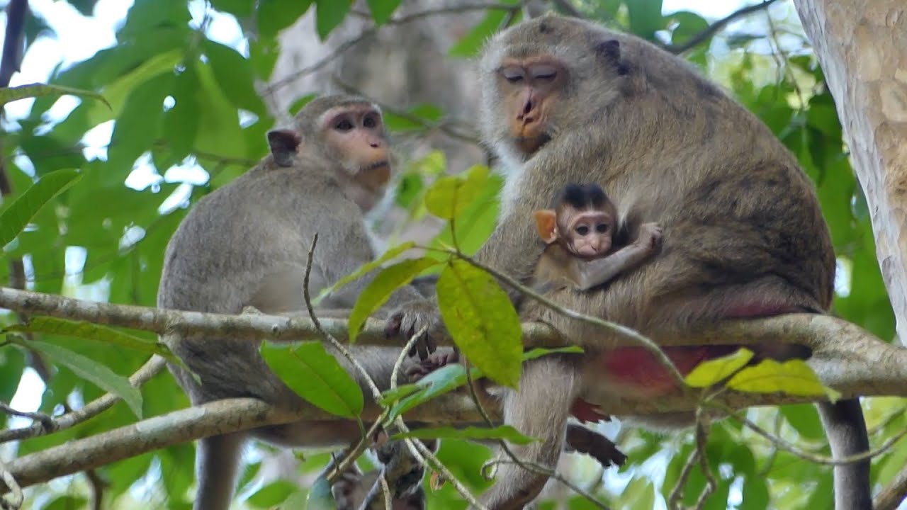 Lovely Baby Monkeys having Fun with Their Friends and moms on the Tree ...