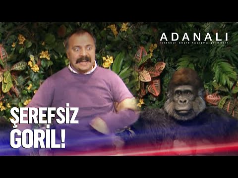 Yavuz'un kavga etmediği bir goril kalmıştı - Adanalı
